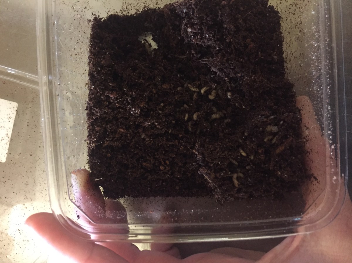 Sustainable Fish Feed (Completed) – ristol Fish Project