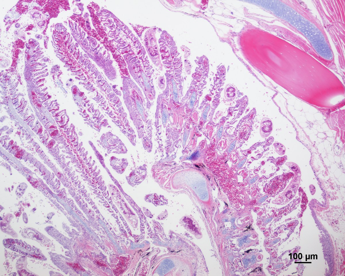 Dactylogyrus sp. in Eel Gill under the microscope… – ristol Fish Project
